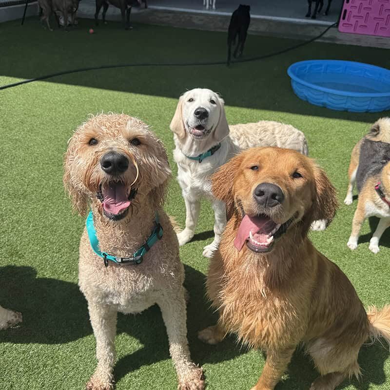 Dog Daycare in Granbury - The Dapper Dog